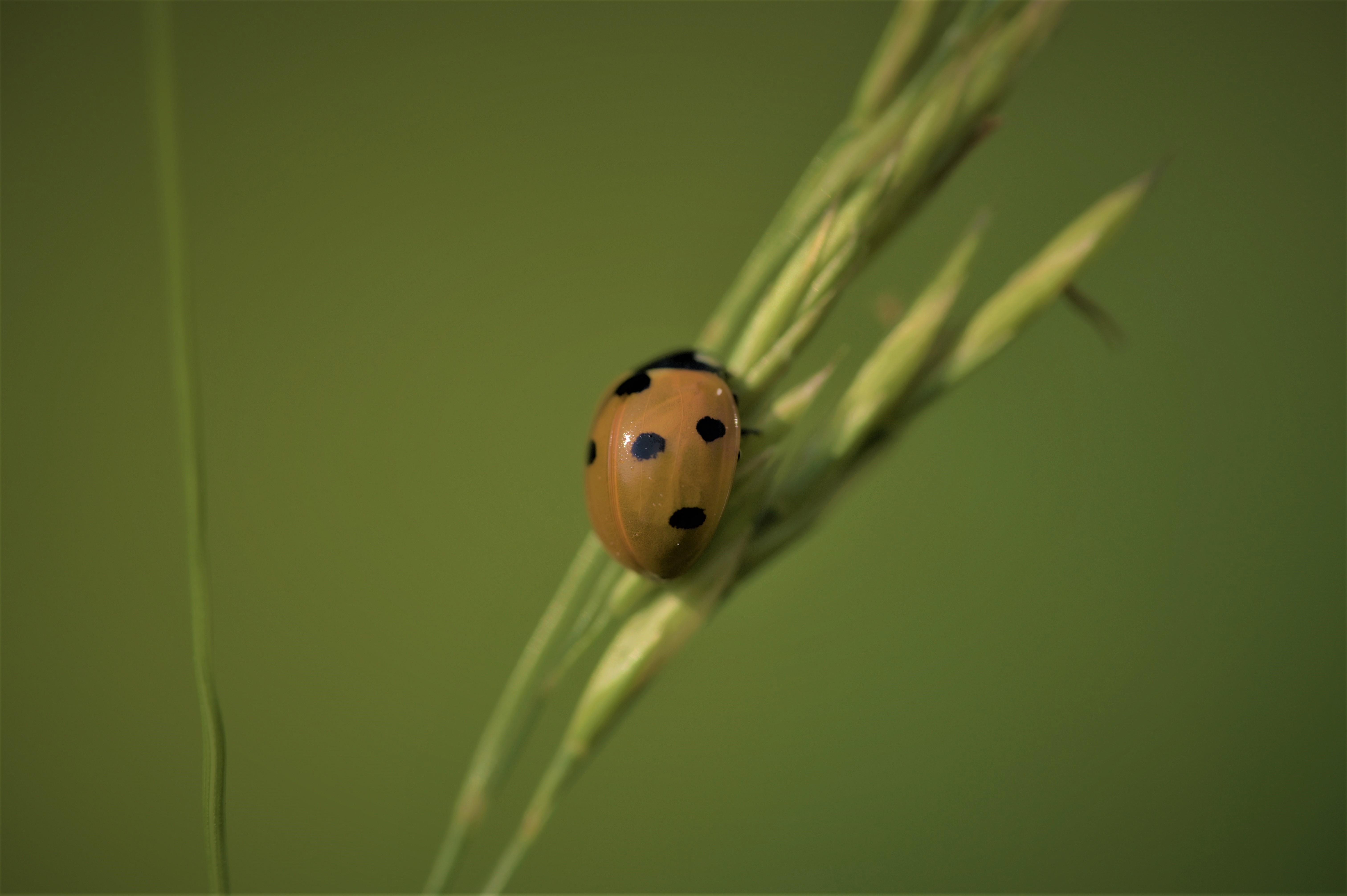 How are our insects doing? Our documentary on MDR Insect Summer